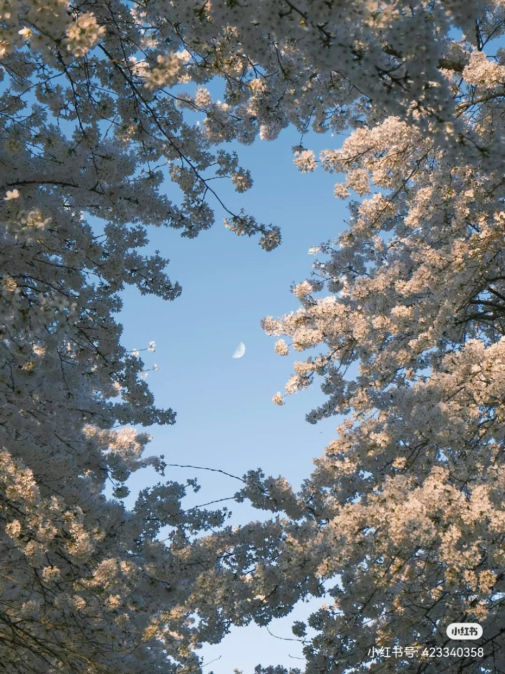 5 aesthetics you need to try this spring with Ever Lasting