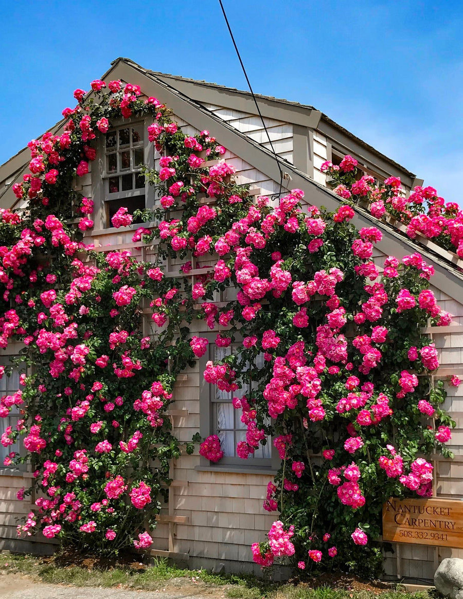 Nantucket summer style meets Everlasting Comfort bedding